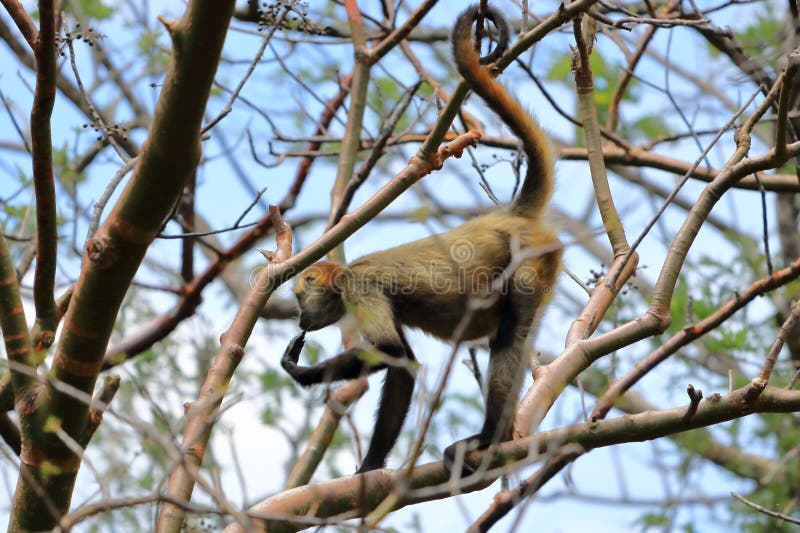 Spider Monkey Jumping on Branches in Costa Rica Stock Image - Image of ...