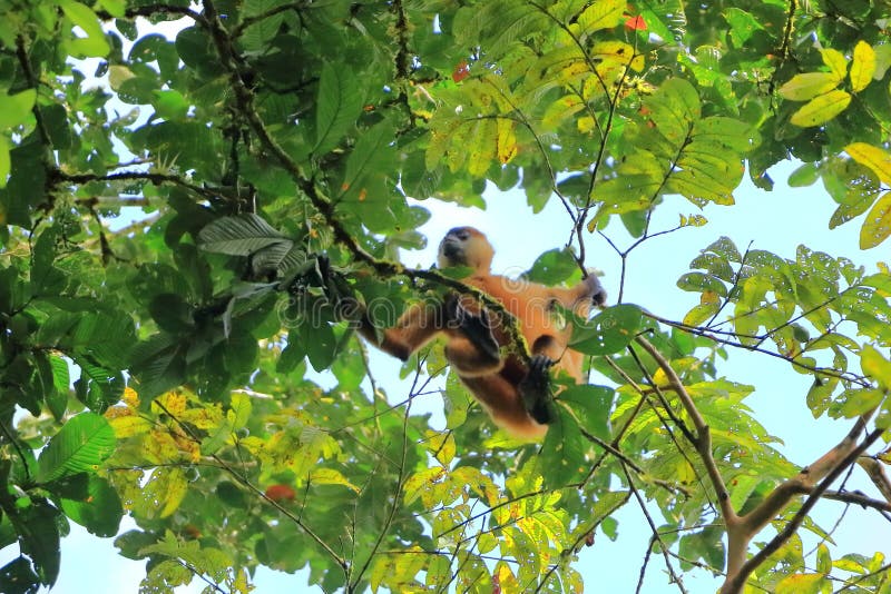 Spider Monkey Jumping on Branches in Costa Rica Stock Image - Image of ...