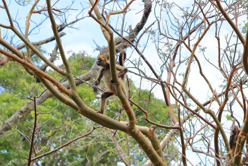 Spider Monkey Jumping on Branches in Costa Rica Stock Photo - Image of ...