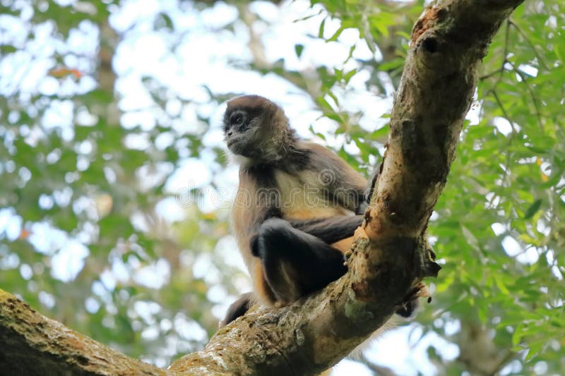 Spider Monkey Jumping on Branches in Costa Rica Stock Photo - Image of ...