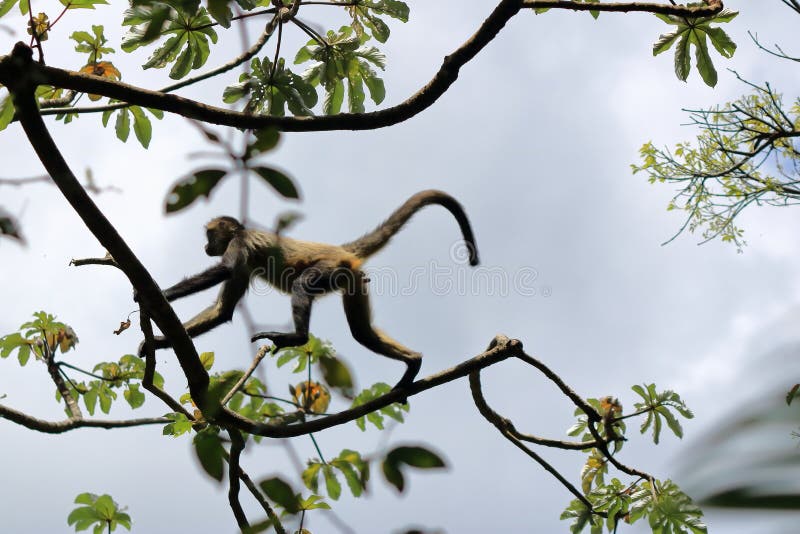 Spider Monkey Jumping on Branches in Costa Rica Stock Photo - Image of ...