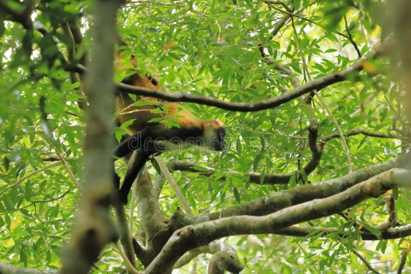 Spider Monkey Jumping on Branches in Costa Rica Stock Photo - Image of ...