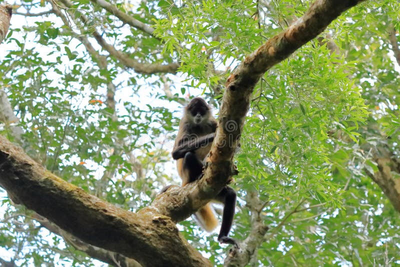 Spider Monkey Jumping on Branches in Costa Rica Stock Image - Image of ...