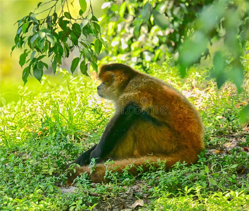 Spider Monkey Naples Zoo Florida Stock Image - Image of naples, long ...