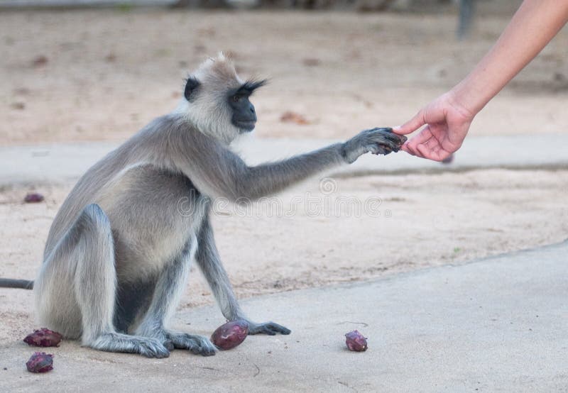 Spider Monkey Reaching Hand Stock Image - Image of environment, reach ...