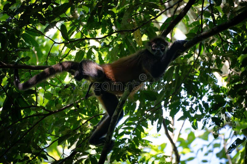 Spider Monkey Resting on a Tree Branch. Stock Image - Image of climbing ...