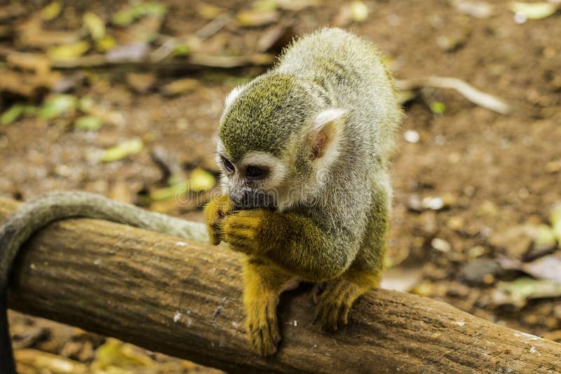 Spider Monkey Scene stock image. Image of brown, climb - 48794319