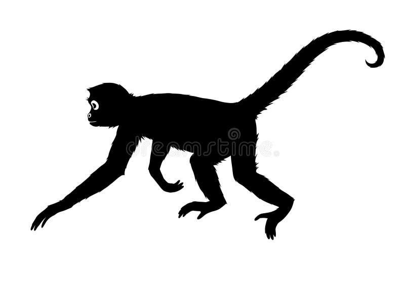 Spider monkey silhouette stock vector. Illustration of outline - 378155678
