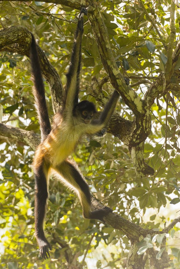 Spider Monkey Swinging from Branch Stock Photo - Image of animal ...