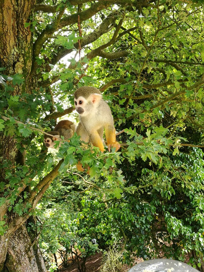 Spider Monkey stock photo. Image of yellow, tree, spider - 97373378