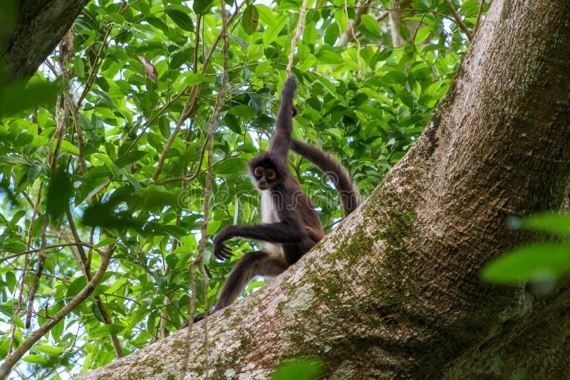 Spider Monkey on a Tree Holding Onto a Vine with One Hand and Long ...