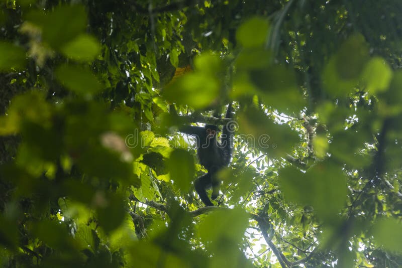 Spider monkey in a tree stock image. Image of tree, monkey - 72890715