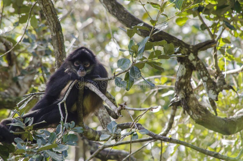 Spider Monkey stock image. Image of gaze, angry, spider - 51241161