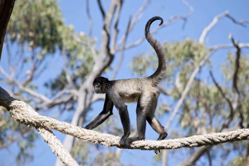 The Spider Monkey is Walking Across a Rope Stock Photo - Image of ...