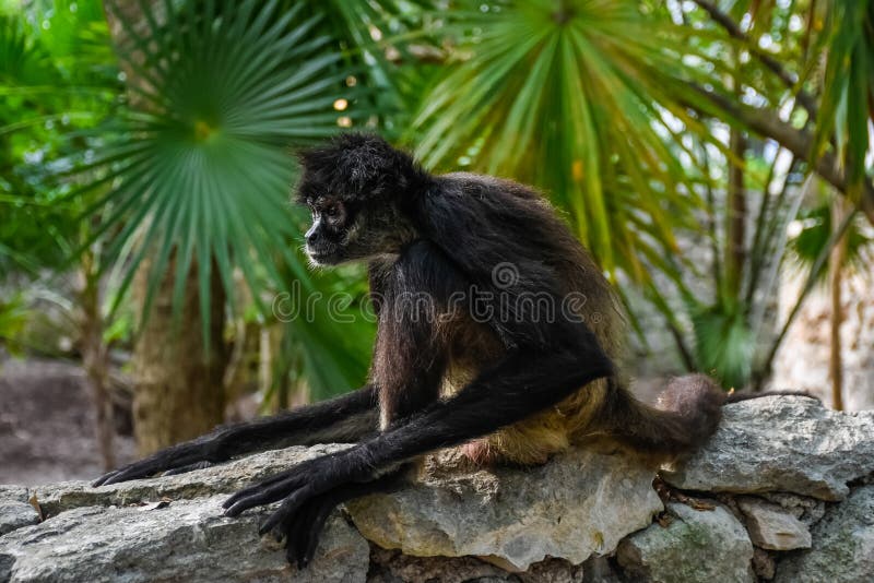 Spider Monkey on Wall stock image. Image of wildlife - 137100079