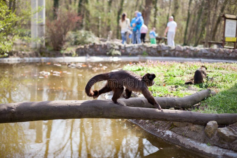 Space Zoo Spider Horses Stock Photos - Free & Royalty-Free Stock Photos ...