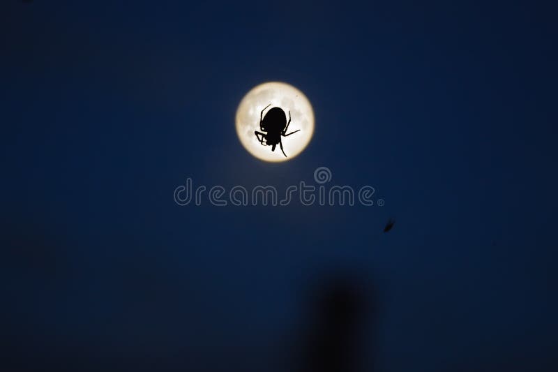 Spider and moon stock image. Image of scary, insect, black - 81198021