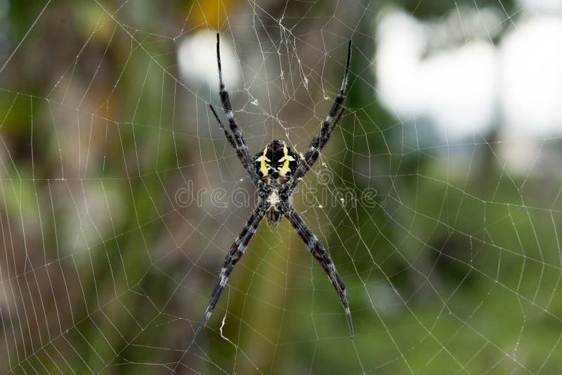 Spider in the morning stock photo. Image of drop, wildlife - 261800716