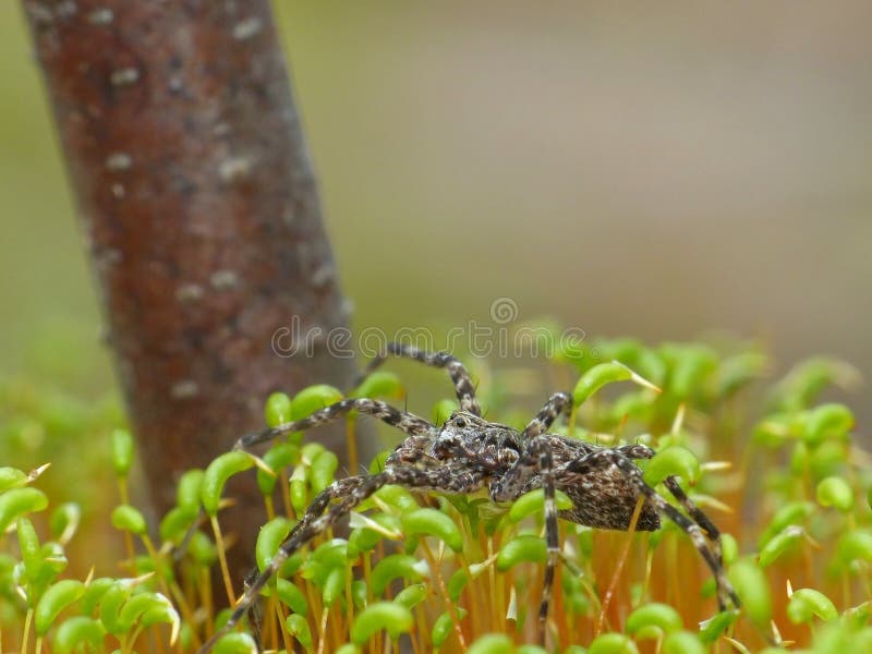 Spider on Moss Fronds stock image. Image of garden, insects - 40621709