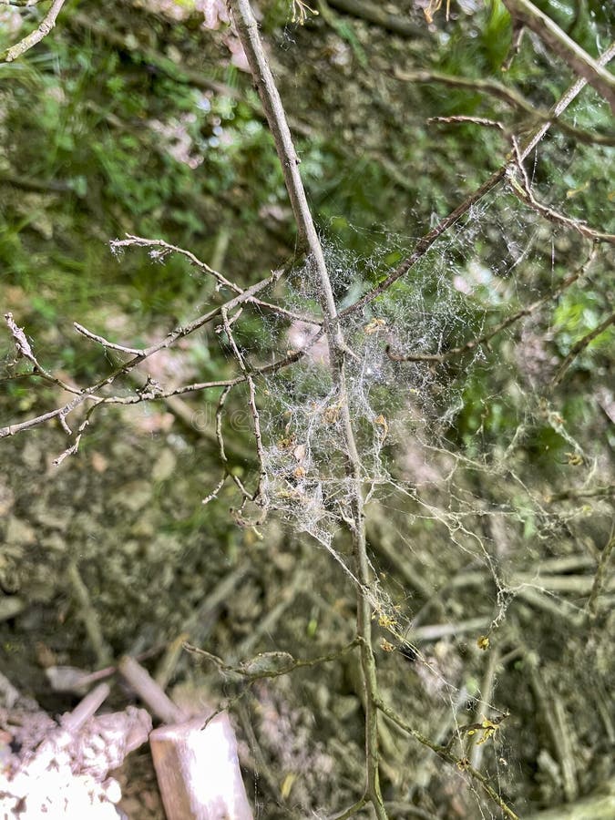 Spider Moth on a Bare Bush in the Forest Stock Image - Image of bird ...