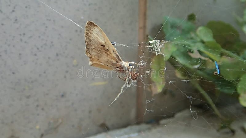 Spider and moth in the web stock footage. Video of hunter - 323747334
