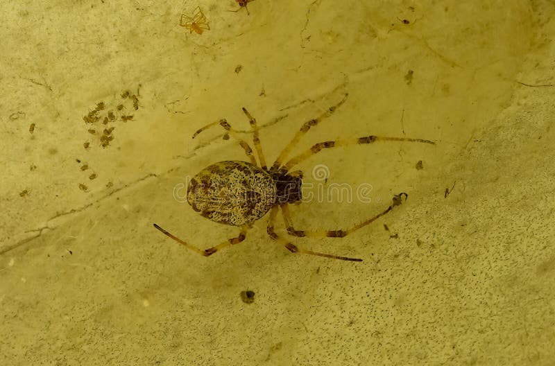 Spider Mother and Little Spiders. Stock Image - Image of dangerous ...
