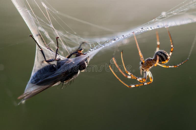 Spider Approaching Trapped Fly in Web. Generated AI Stock Illustration ...