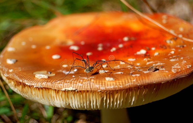 Spider in Its Web and Red Mushroom Stock Image - Image of arachnid ...