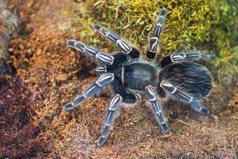 Top View Of Tarantula Spider Stock Image - Image of shot, view: 34920817