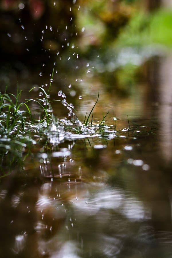 Spider, Natural Predator, Hunting Spider, Spider Making Web,web Making ...