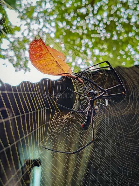 Spider, Natural Predator, Hunting Spider, Spider Making Web,web Making ...