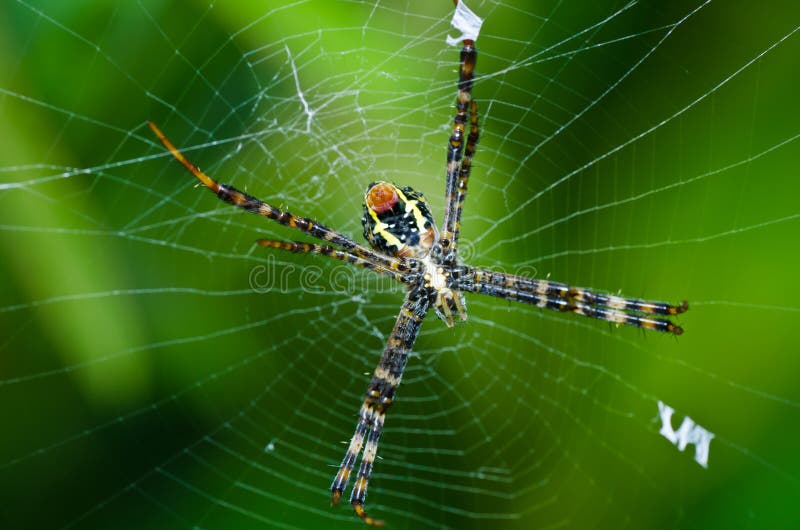 Spider in nature stock photo. Image of spider, summer - 21444204