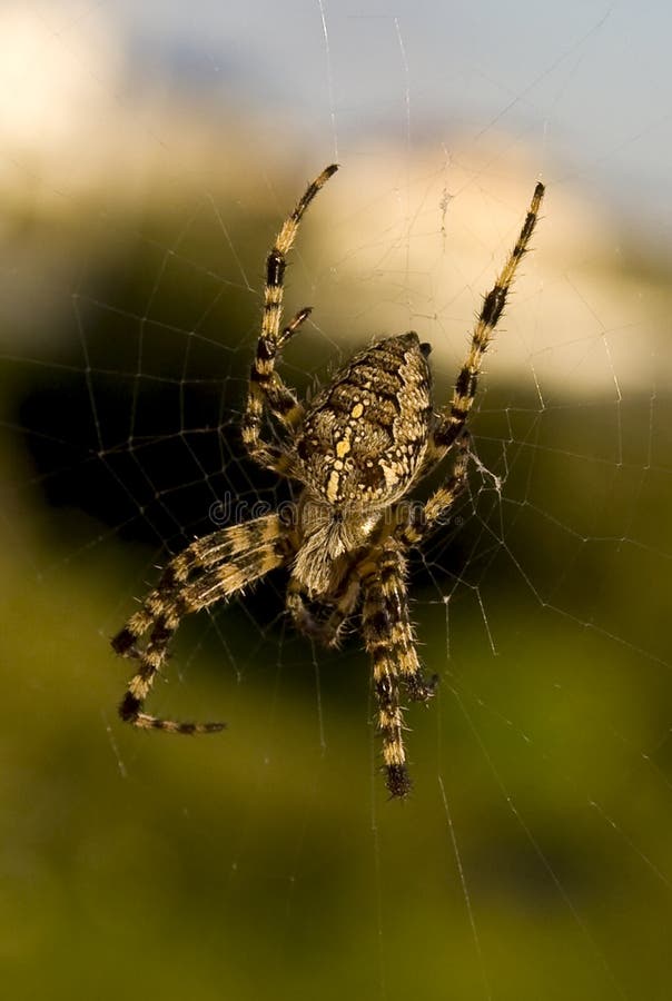 Spider in nature stock photo. Image of scary, predator - 32715508