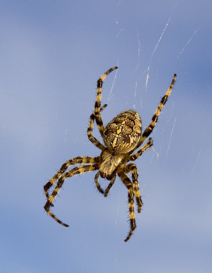 Spider in nature stock image. Image of arachnophobia - 32715511