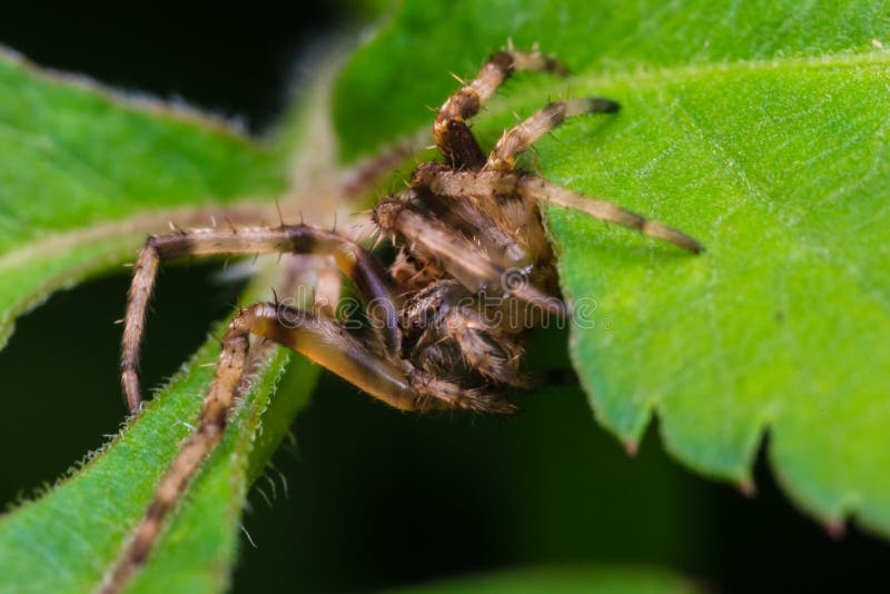 Spider in nature stock photo. Image of creature, insect - 131547488