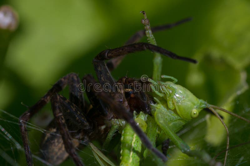Spider nature stock photo. Image of midsection, carnivore - 56717394