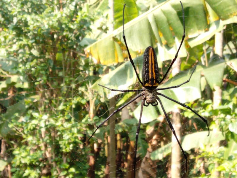 Spider stock image. Image of spider, building, full - 106464093