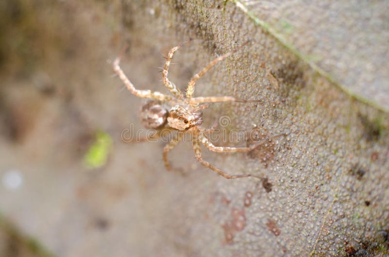 Spider in nature stock image. Image of animal, detail - 126406305