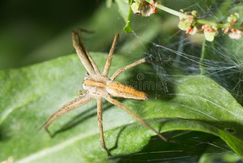 Spider in nature. marco stock photo. Image of colorful - 106834544