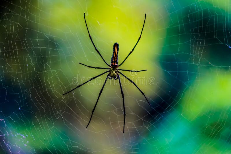 Spider a Nature`s Creation on Its Net Stock Photo - Image of forest ...