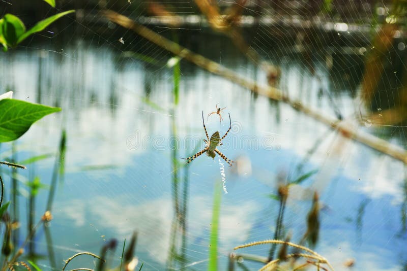 Spider near the Swamp stock image. Image of trap, pond - 33917275