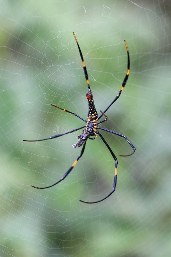 Nephila Pilipes, Big Spider, Bali, Indonesia Stock Photo - Image of ...
