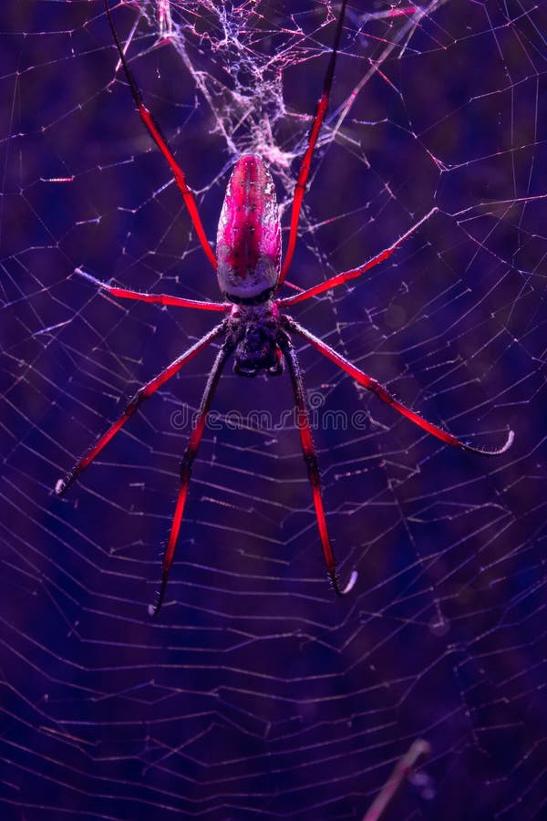 Spider (nephila Sp.) Sitting on Its Web in Dead of Night Stock Photo ...