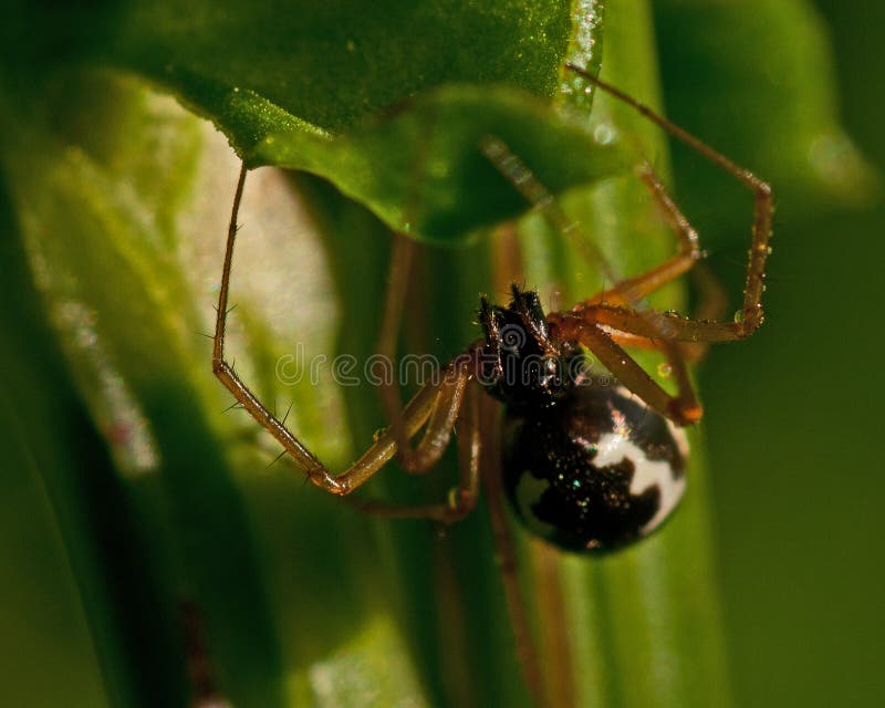 Spider Neriene peltata stock photo. Image of field, design - 46471778