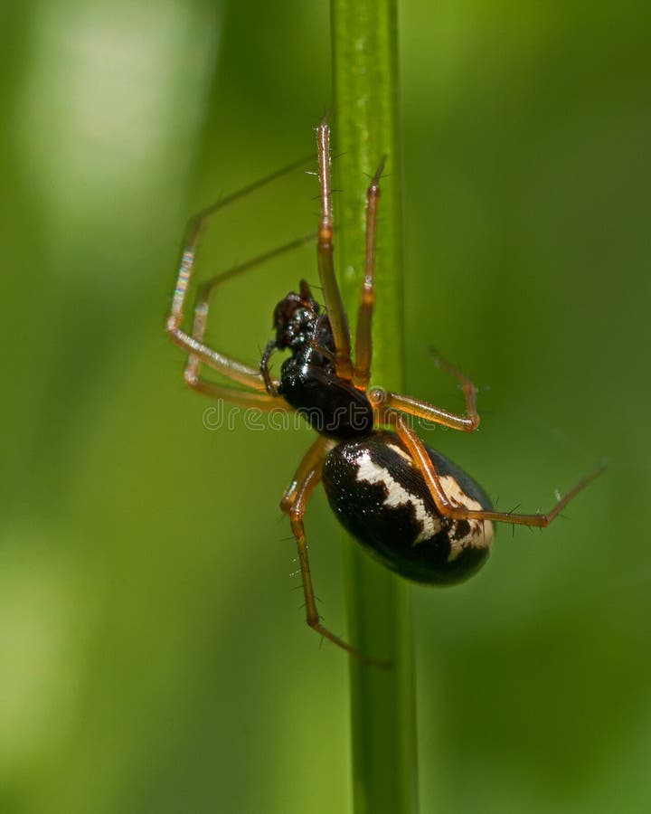 Spider Neriene peltata stock photo. Image of color, field - 46471864