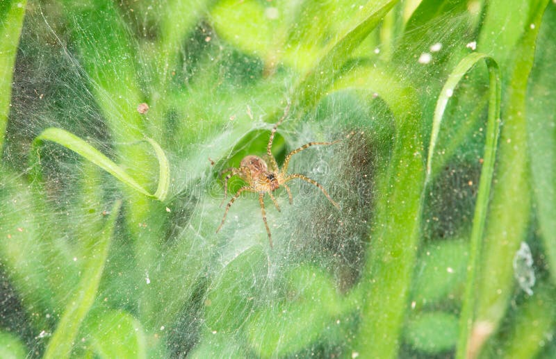 Spider Nest stock image. Image of home, arachnid, wildlife - 25314739