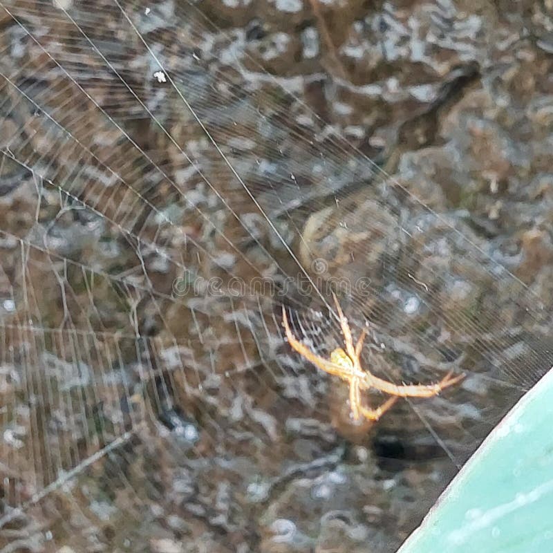 Spider in Nest, in Front of Blur Pool Wall Stock Photo - Image of wing ...