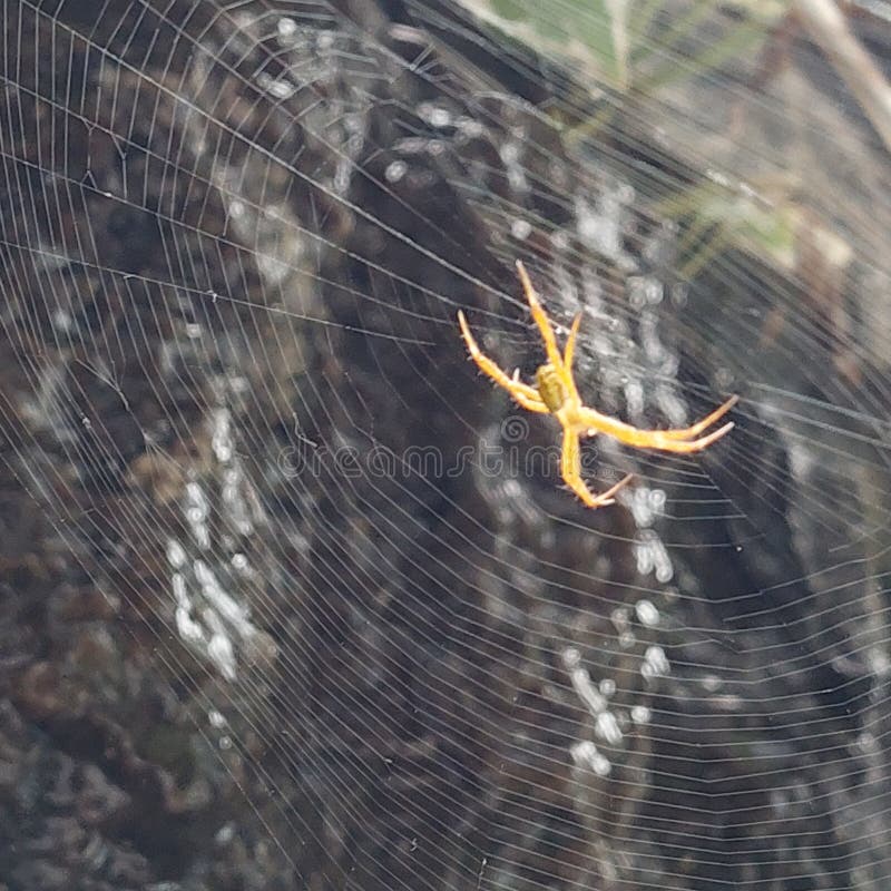 Spider in Nest, in Front of Blur Pool Wall Stock Photo - Image of ...