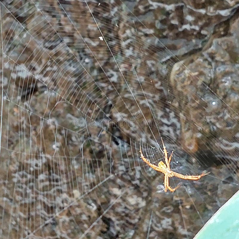 Spider in Nest, in Front of Blur Pool Wall Stock Photo - Image of front ...