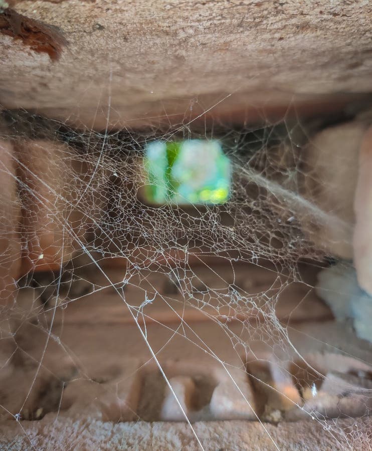 Spider Nest Selective Focus in Tiny Window Stock Photo - Image of nest ... Spider Nest Selective Focus in Tiny Window Stock Photo - Image of nest ...